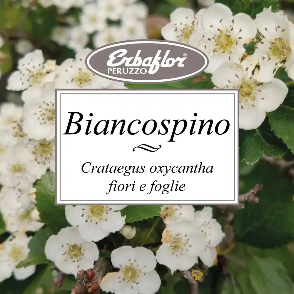 Biancospino • Erbaflor Peruzzo