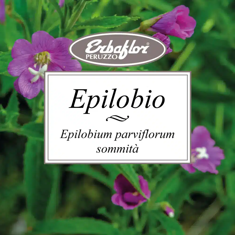 Epilobio • Erbaflor Peruzzo