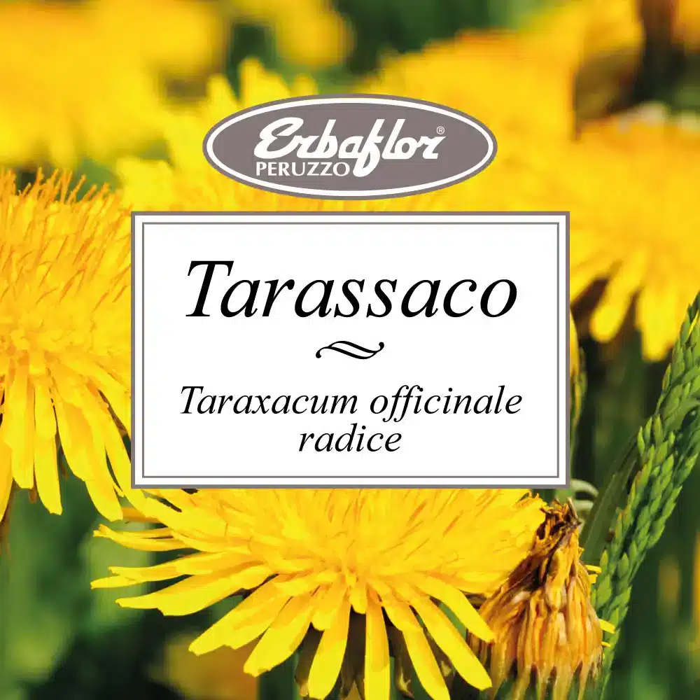 Tarassaco • Erbaflor Peruzzo