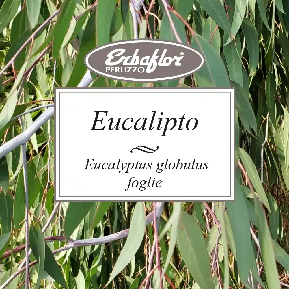 Eucalipto • Erbaflor Peruzzo
