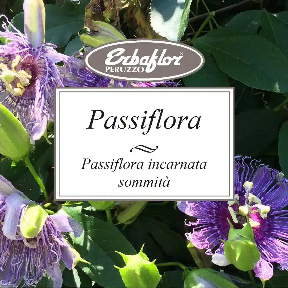 Passiflora • Erbaflor Peruzzo