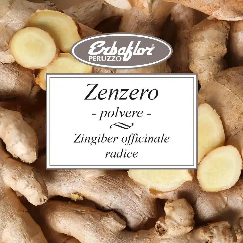 Zenzero • Erbaflor Peruzzo